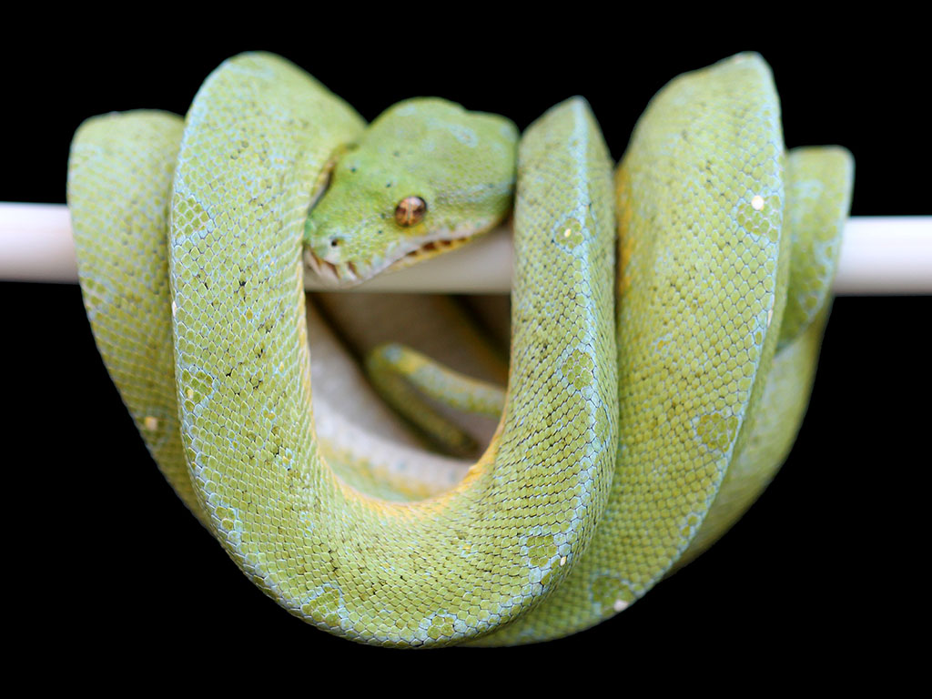 Green Tree Python for Sale - Manokwari and Cyclops Babies ...
